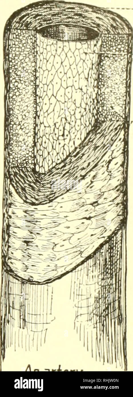 . Biology; the story of living things. THE METABOLIC MACHINEMY OF WIMAr ...