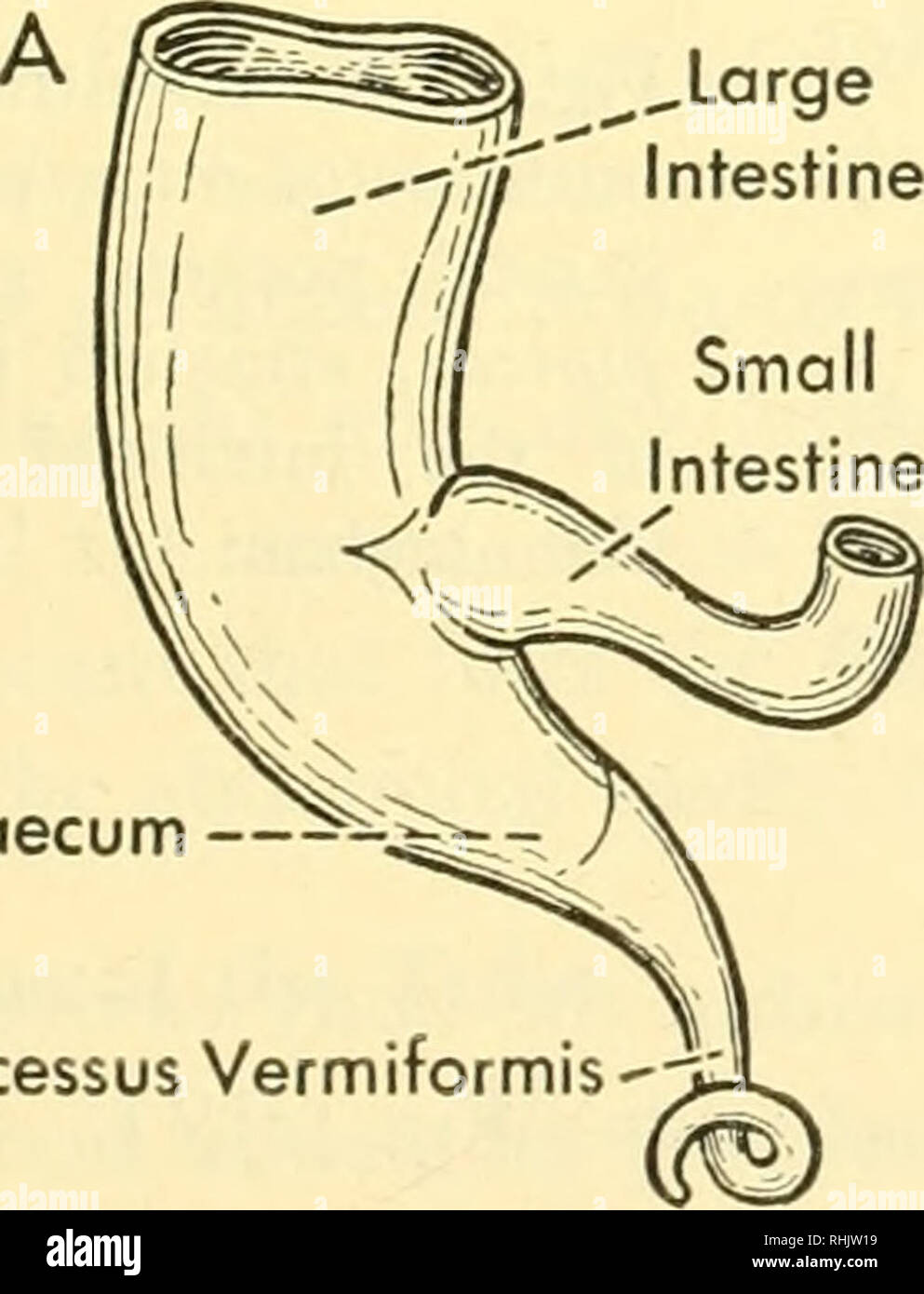 . Biology of the vertebrates : a comparative study of man and his ...