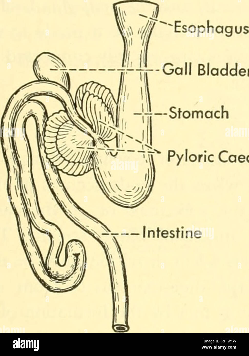 To caecum junction hi-res stock photography and images - Alamy