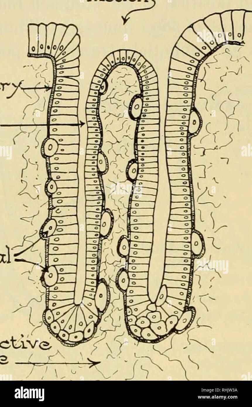 . Biology; the story of living things. 290 THE MAINTENANCE OF THE ...