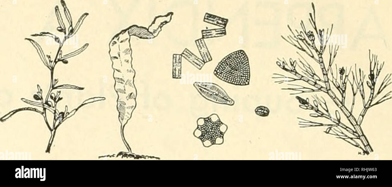 . Biology and man. Biology; Human beings. Gleocapsa Osdllatoria Nostoc ...