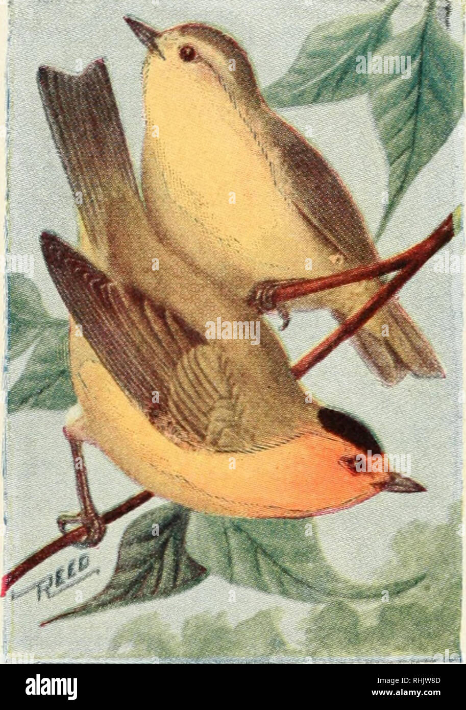 Snatching insects hi-res stock photography and images - Alamy