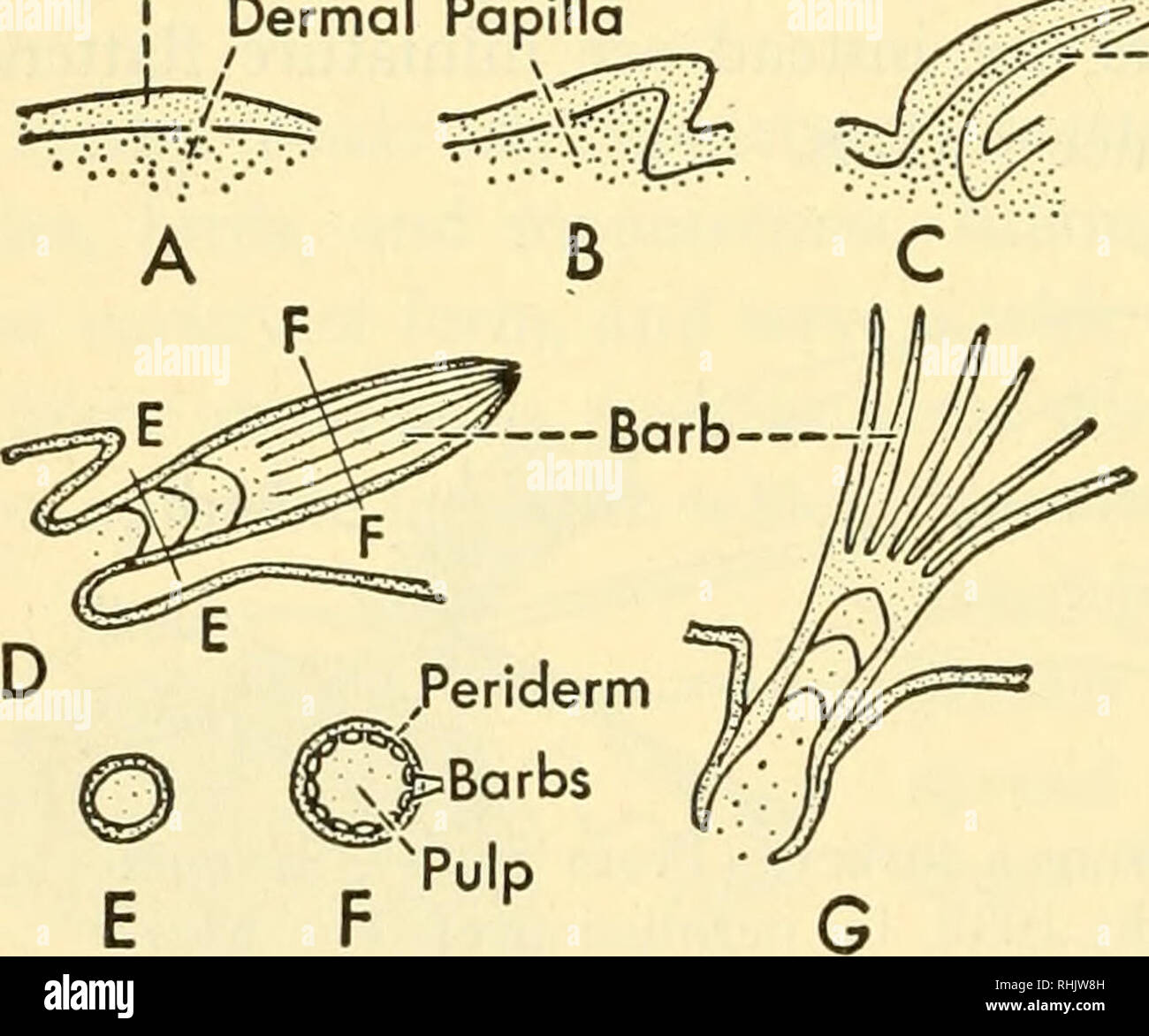 Dermal Papilla Diagram