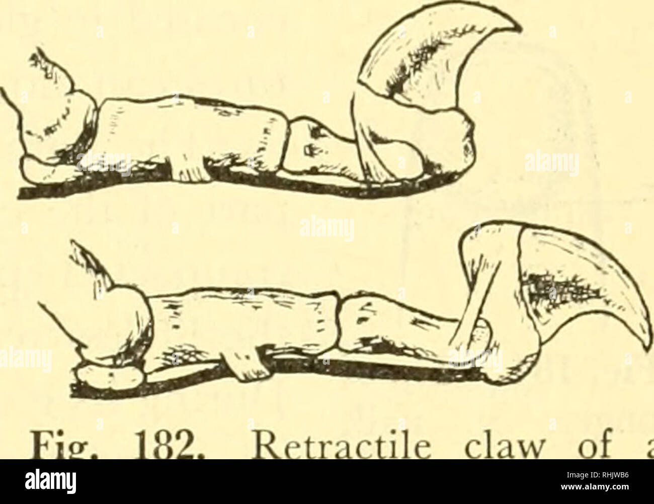 . Biology of the vertebrates : a comparative study of man and his ...