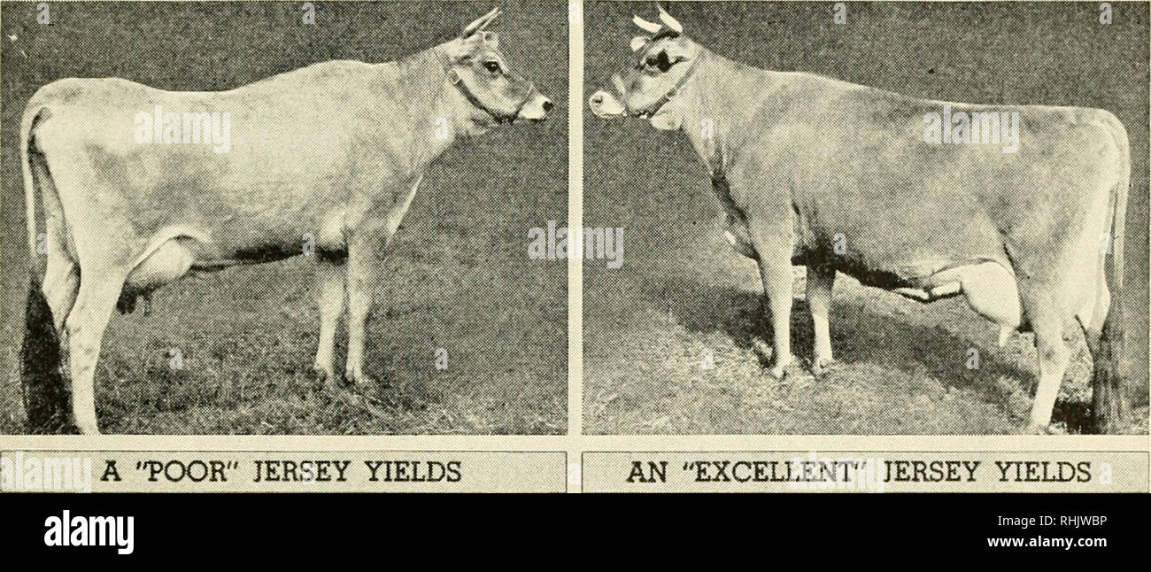 Selective Breeding Cows