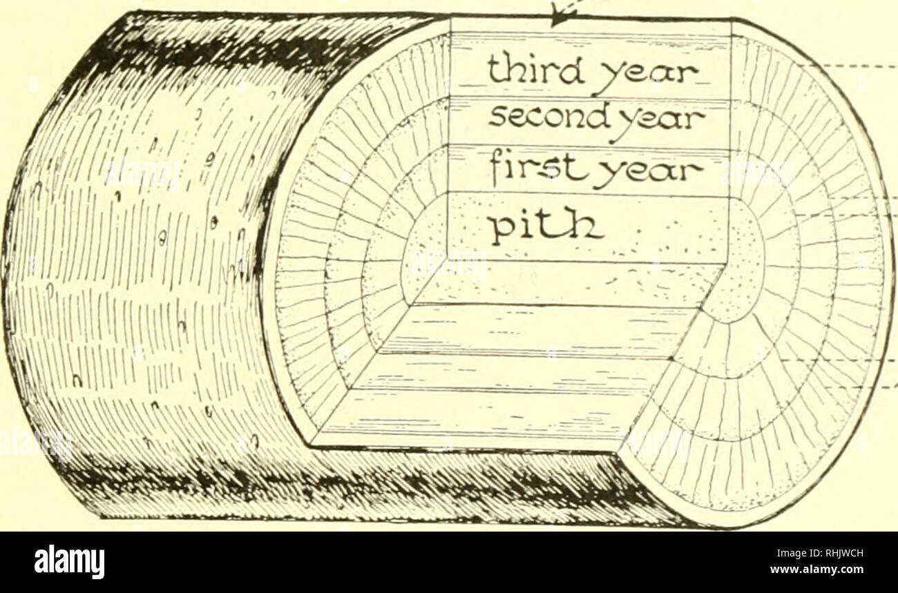 . Biology; the story of living things. THE ROLE OF GREEN PLANTS 247 ...