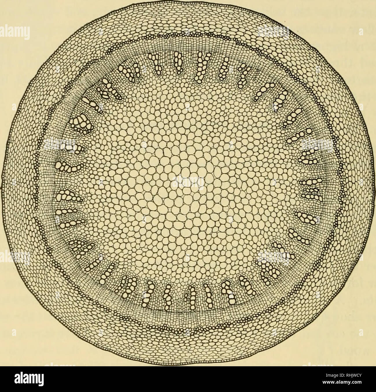 . Biology; the story of living things. 246 THE MAINTENANCE OF THE ...