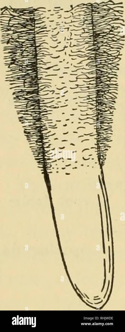 Delicate example above hi-res stock photography and images - Alamy