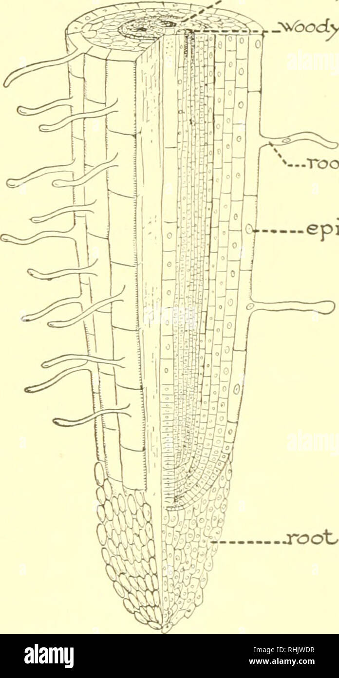 . Biology; the story of living things. THE ROLE OF GREEN PLANTS 243 The ...