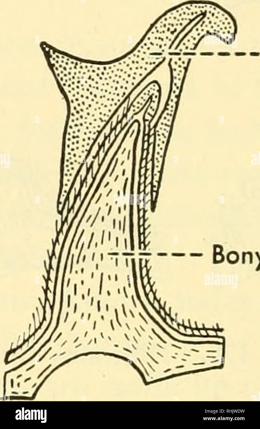 . Biology of the vertebrates : a comparative study of man and his ...