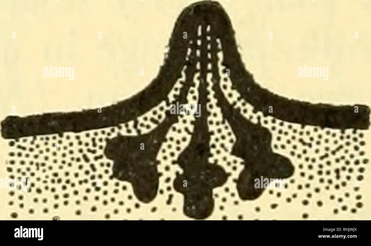 . Biology of the vertebrates : a comparative study of man and his ...