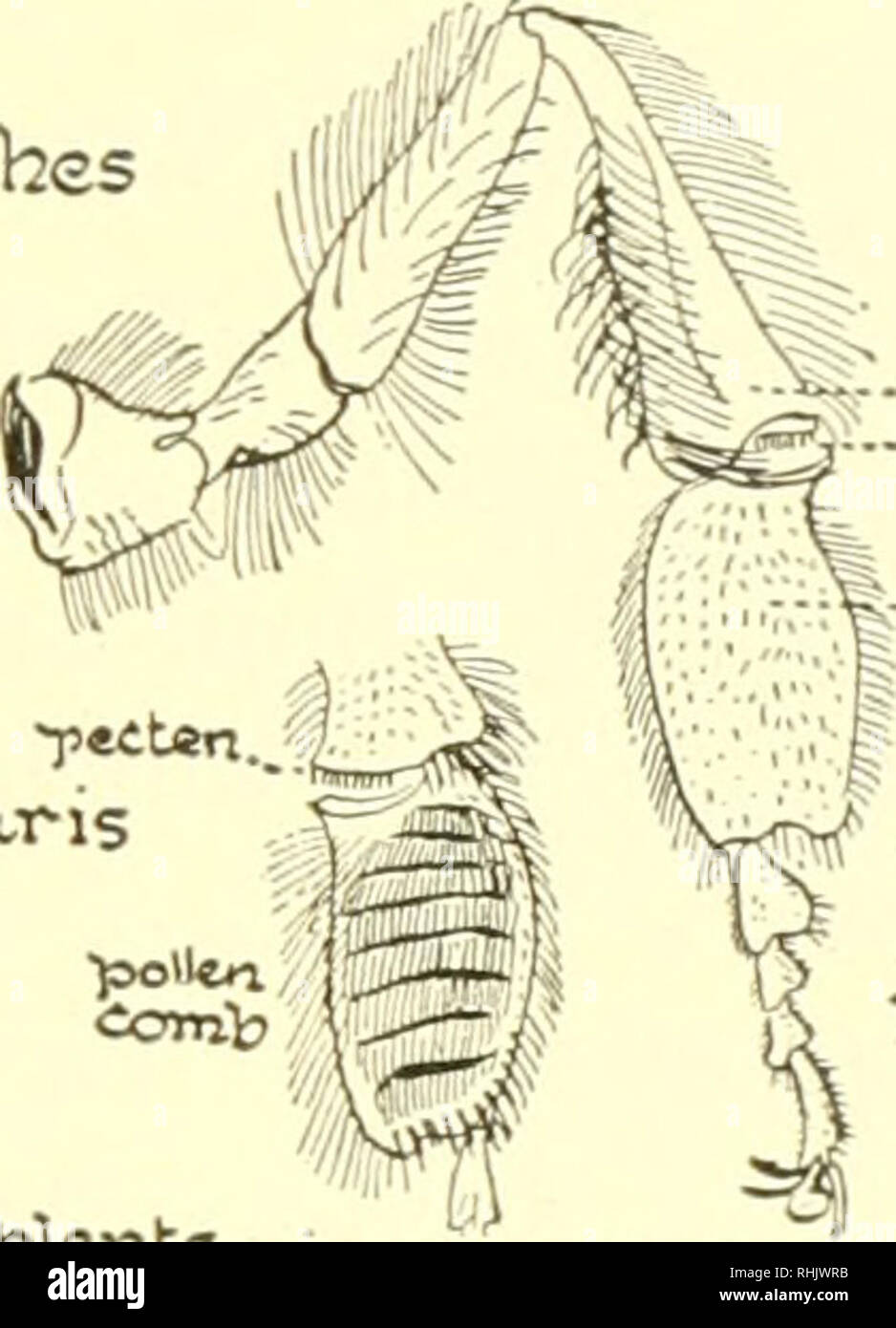 Honey bee first leg hi-res stock photography and images - Alamy