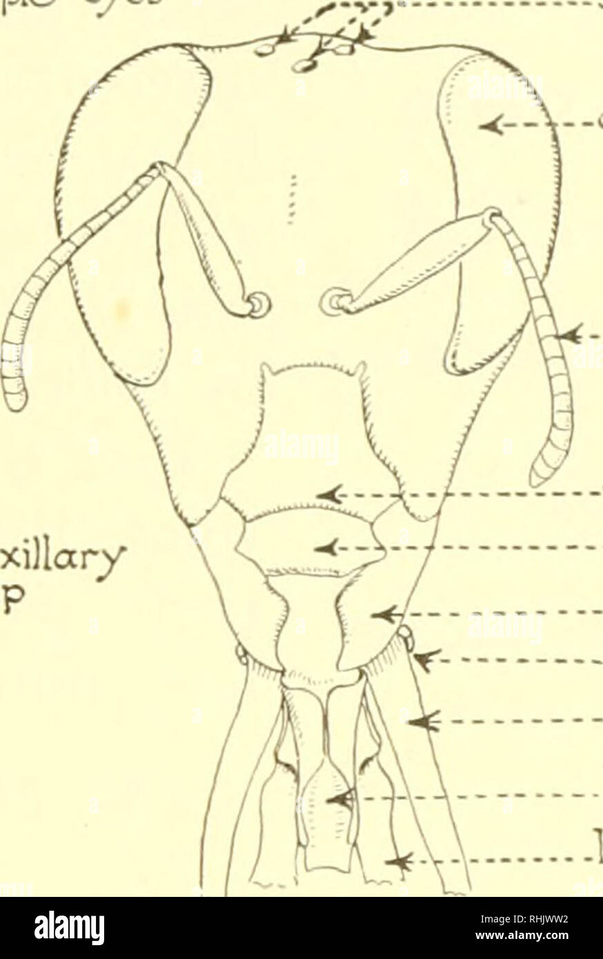 Locust workers hi-res stock photography and images - Alamy