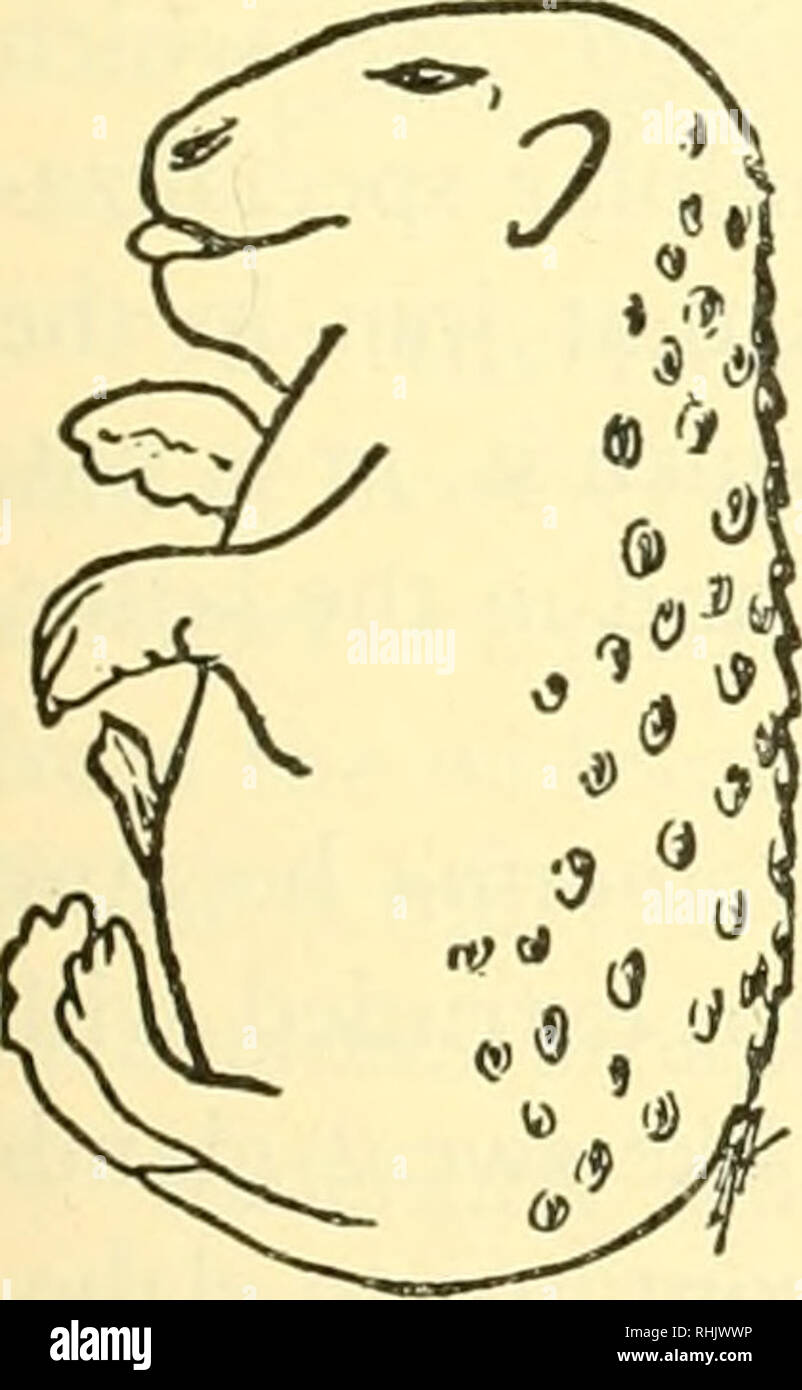 . Biology of the vertebrates : a comparative study of man and his ...