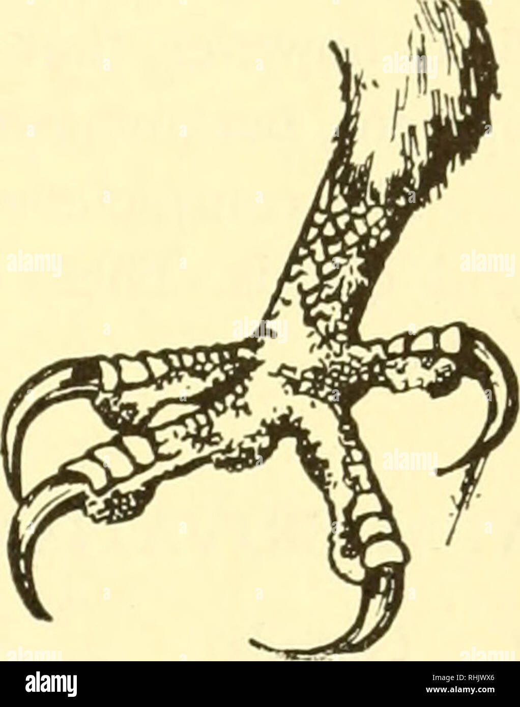 . Biology of the vertebrates : a comparative study of man and his ...