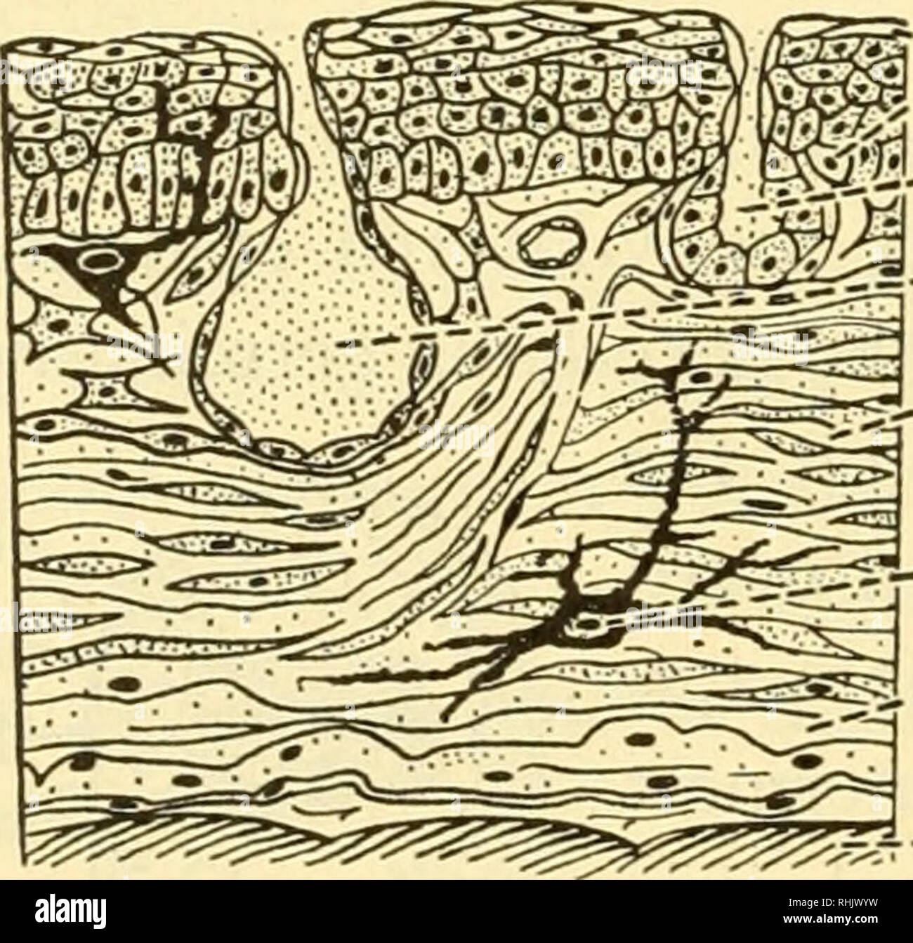 . Biology of the vertebrates : a comparative study of man and his ...