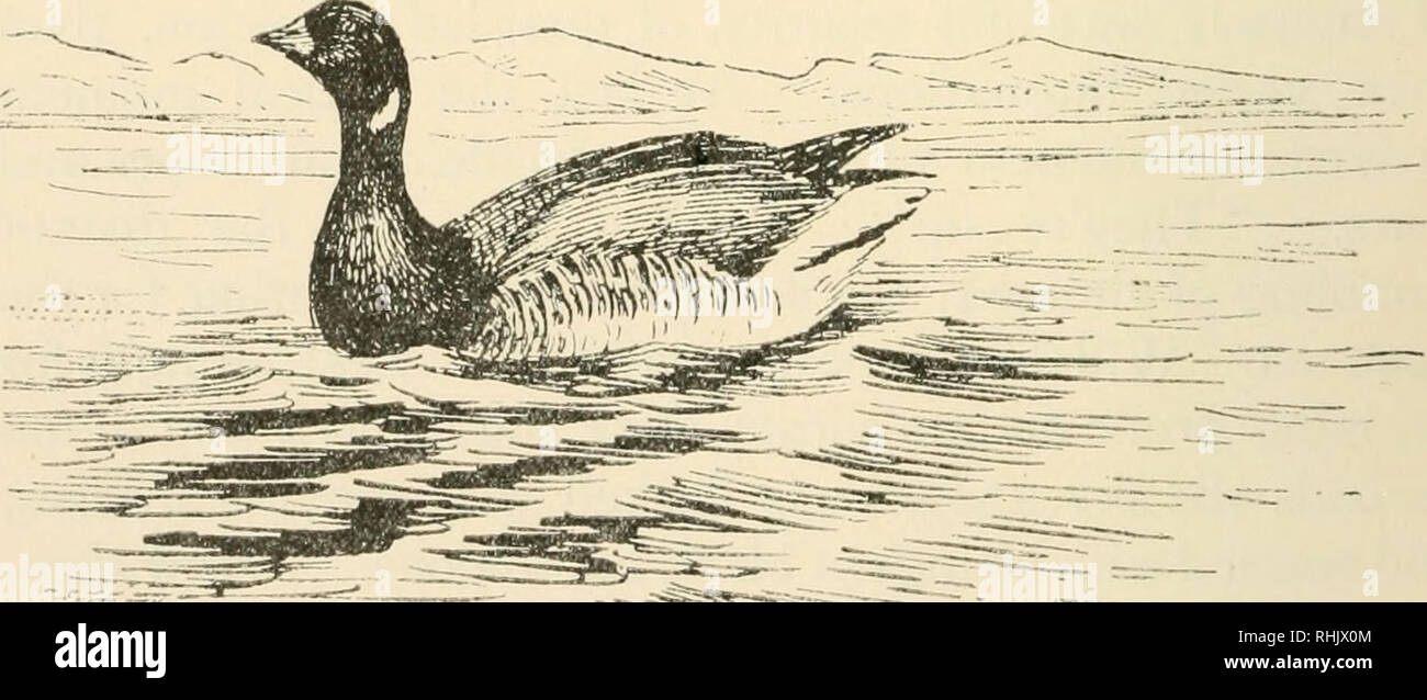 . Bird-life of the borders on moorland and sea, with faunal notes ...