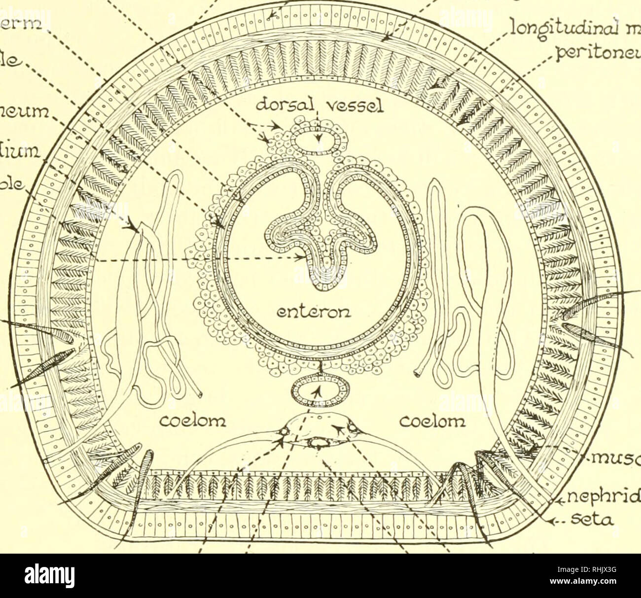 . Biology; the story of living things. BEING A WORM 193 and the ...