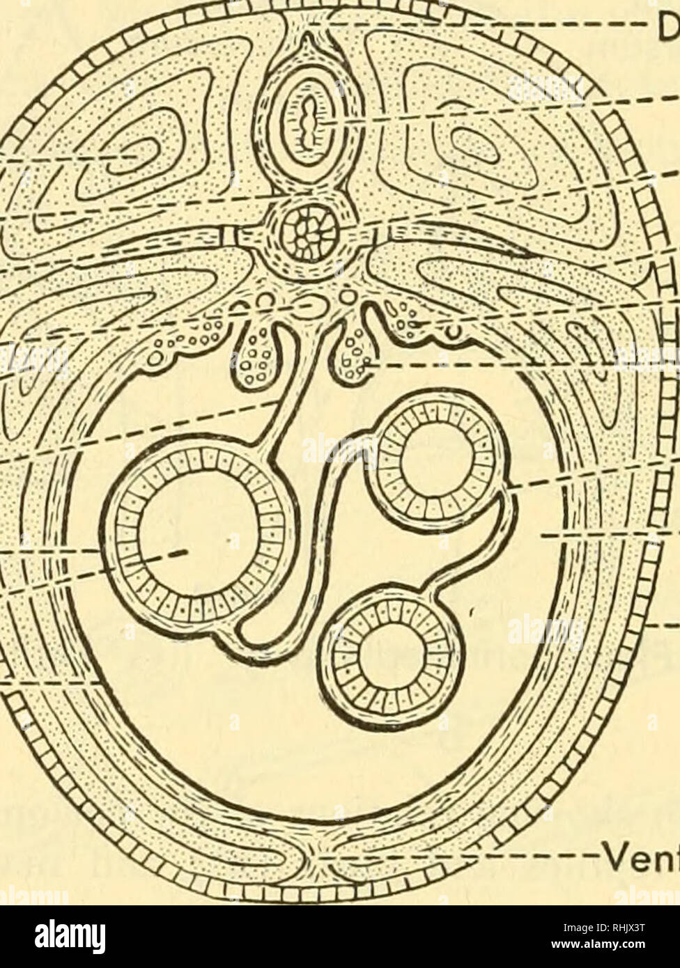 . Biology of the vertebrates : a comparative study of man and his ...