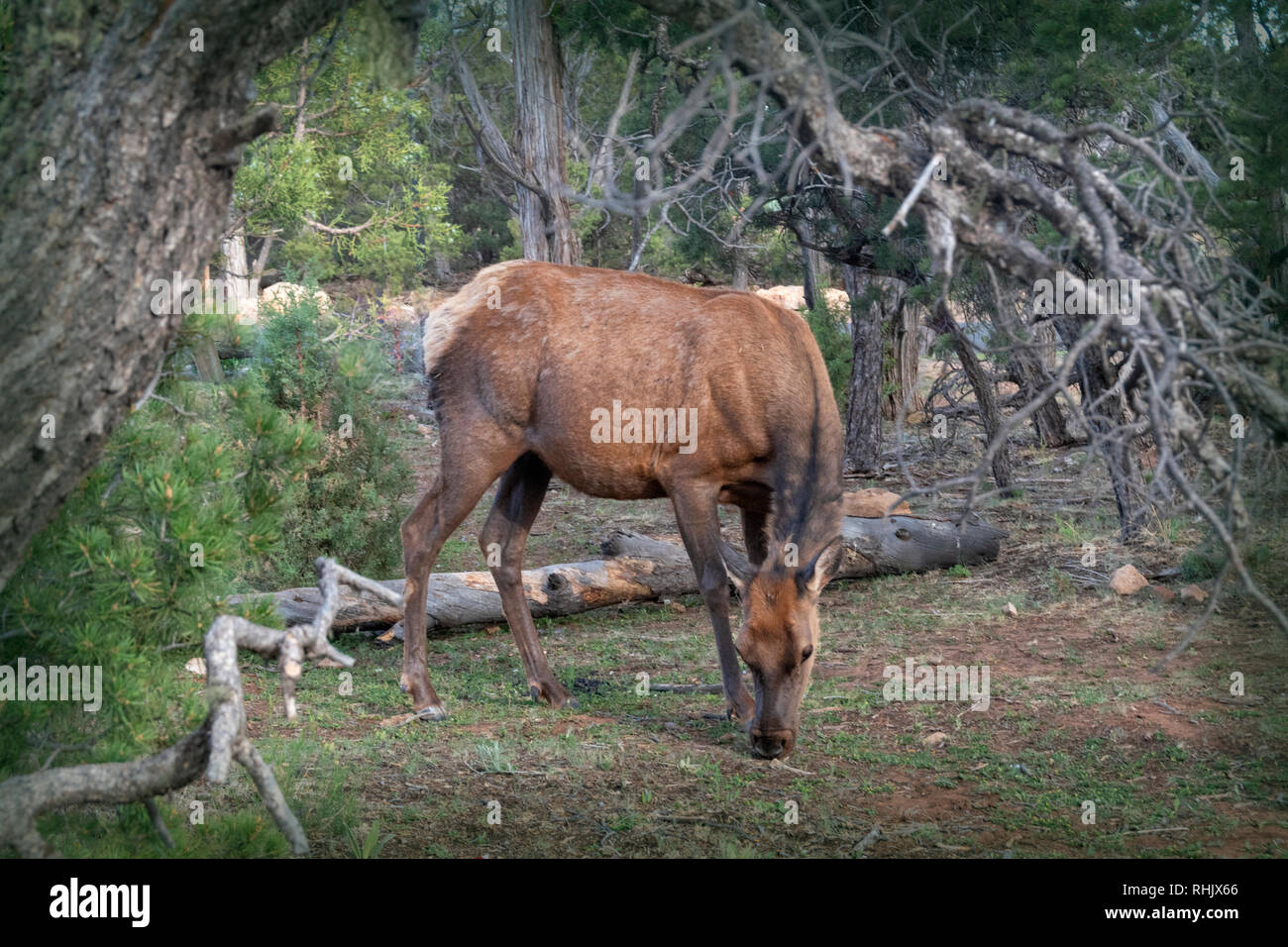 Grand Canyon elk, south rim Stock Photo - Alamy