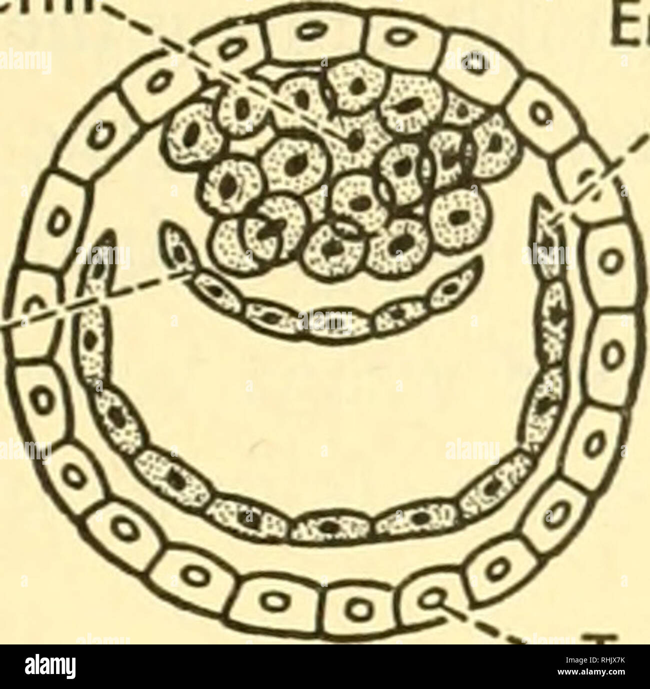Embryonic development vertebrates hi-res stock photography and images ...