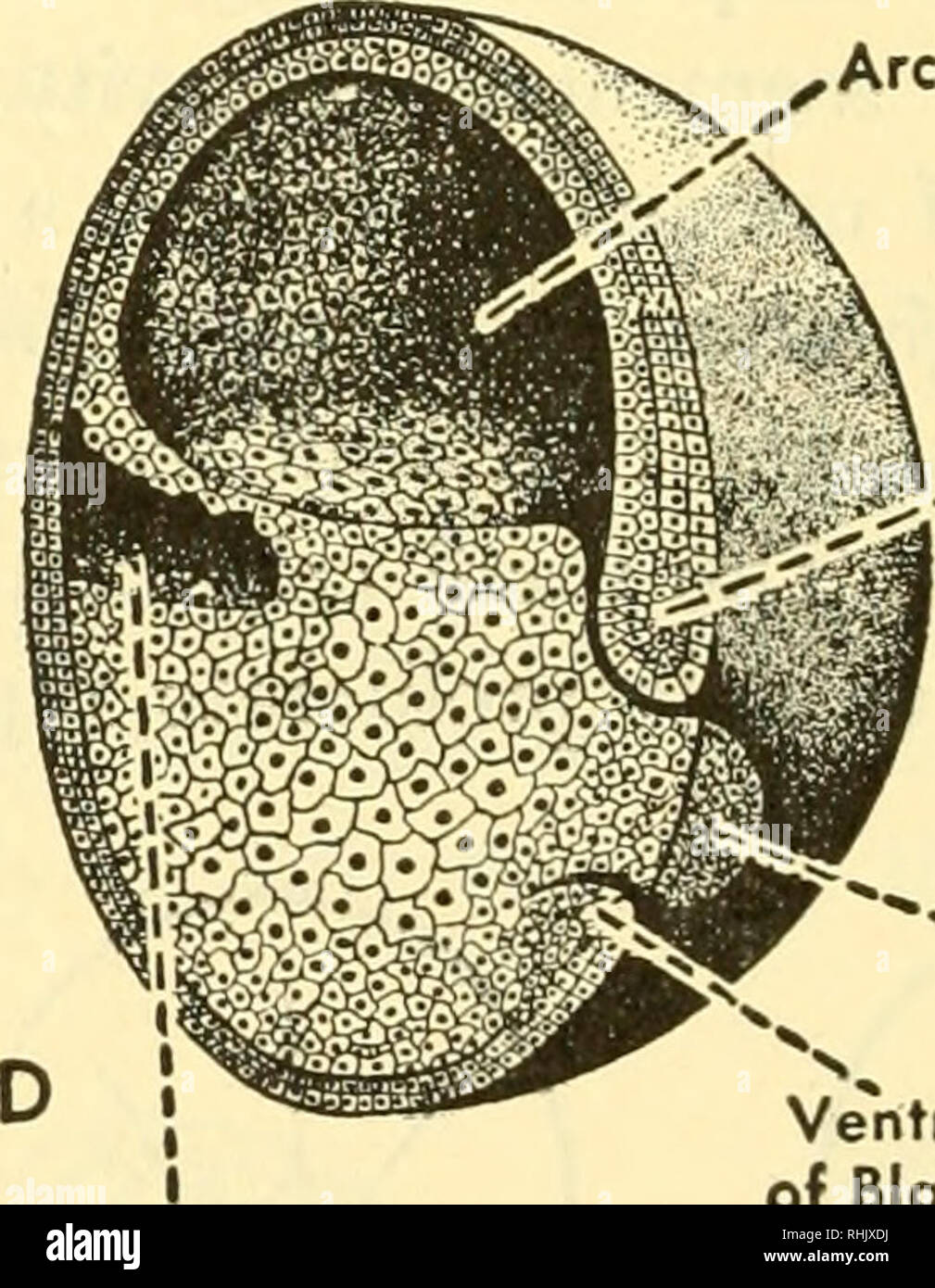 . Biology of the vertebrates : a comparative study of man and his ...