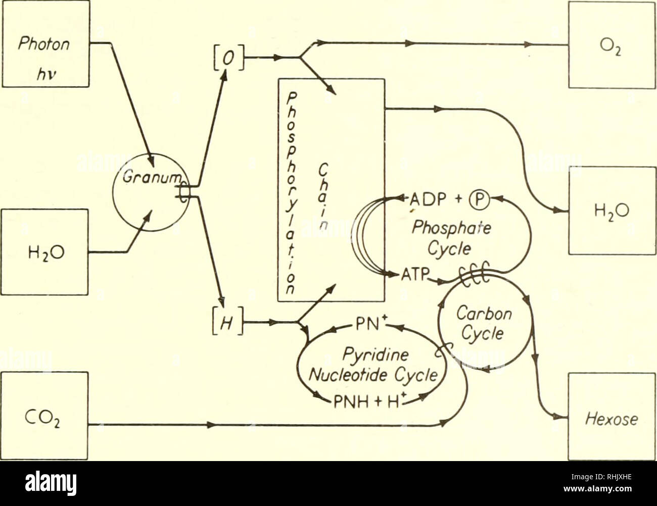 Chloroplast reactions hi-res stock photography and images - Alamy