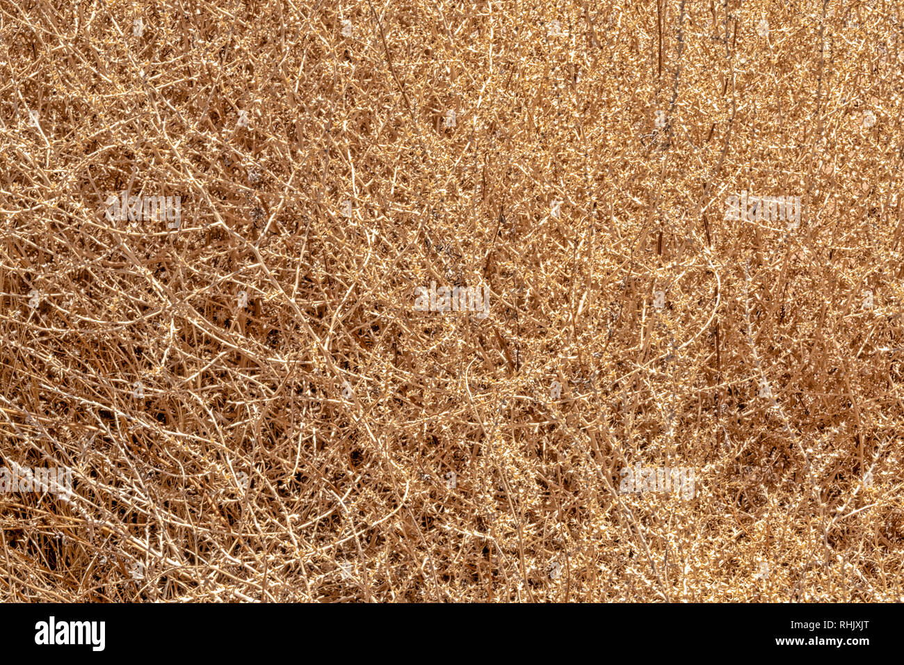 Dry golden prairie grass, southwest USA, near Grand Canyon Stock Photo ...