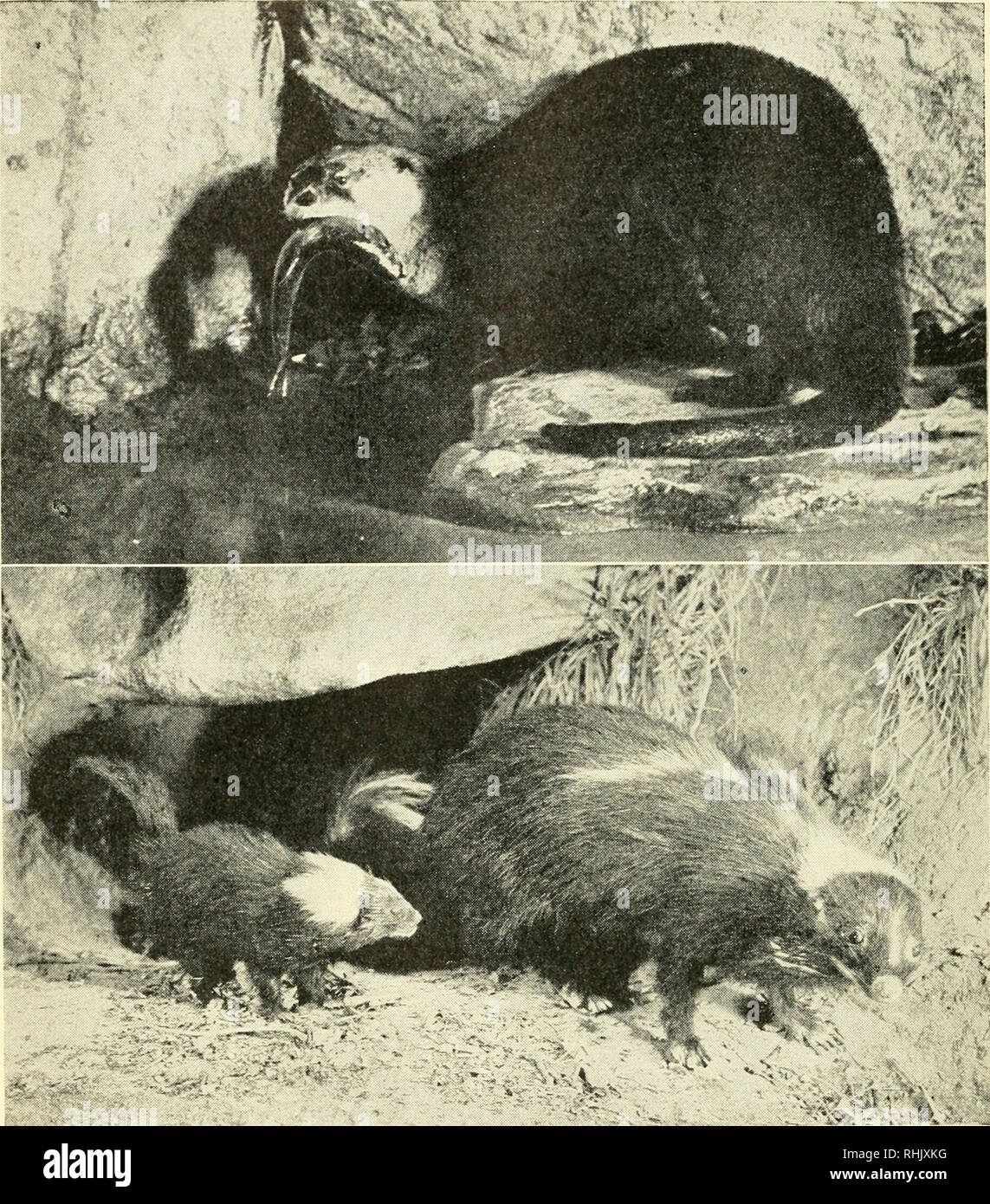 Otter ancestor hi-res stock photography and images - Alamy