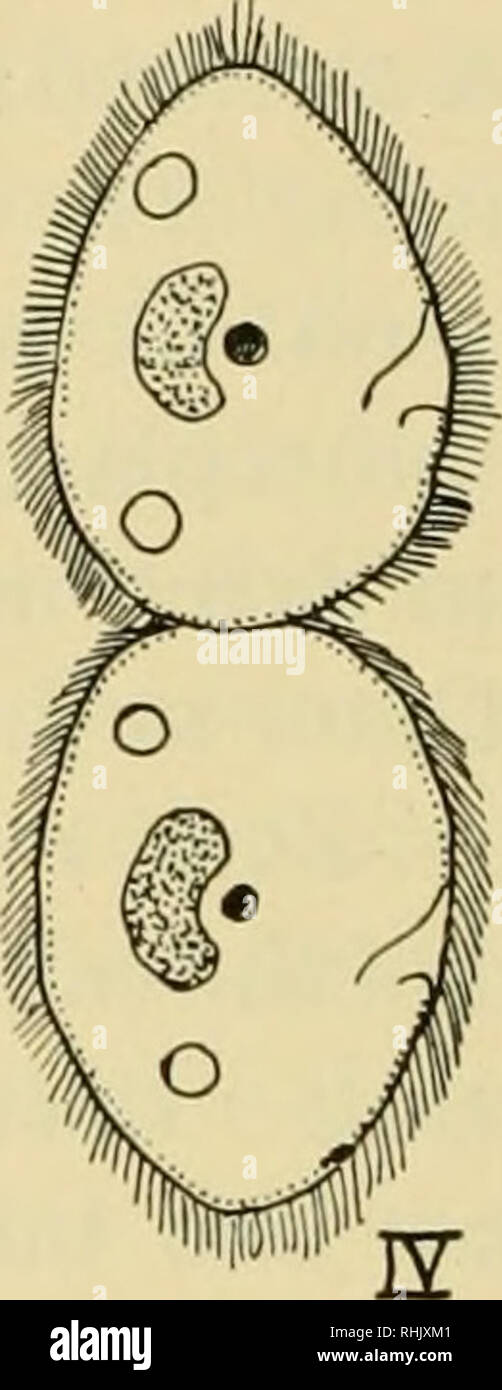 . Biology; the story of living things. . I I Binary division of ...