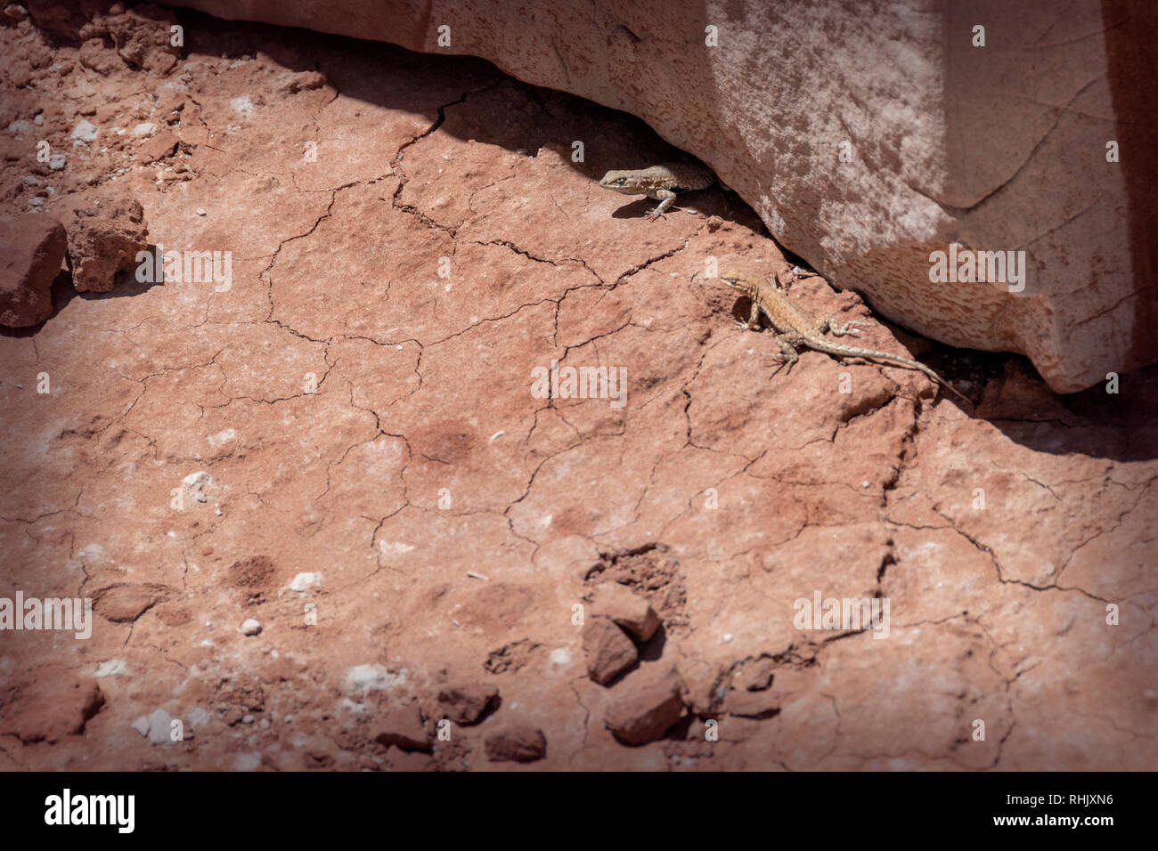 Red rock canyon national conservation area animal hi-res stock ...
