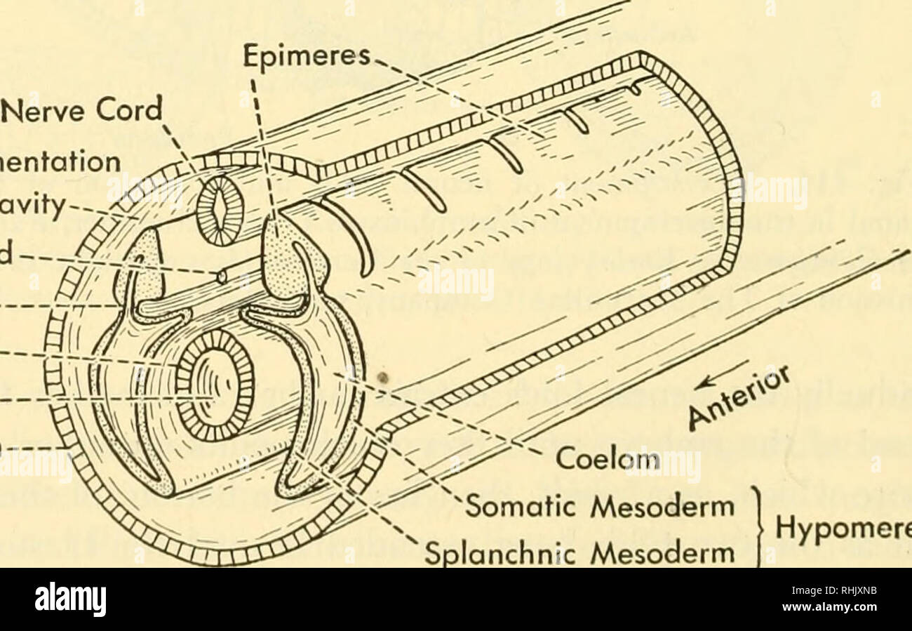 . Biology of the vertebrates : a comparative study of man and his ...