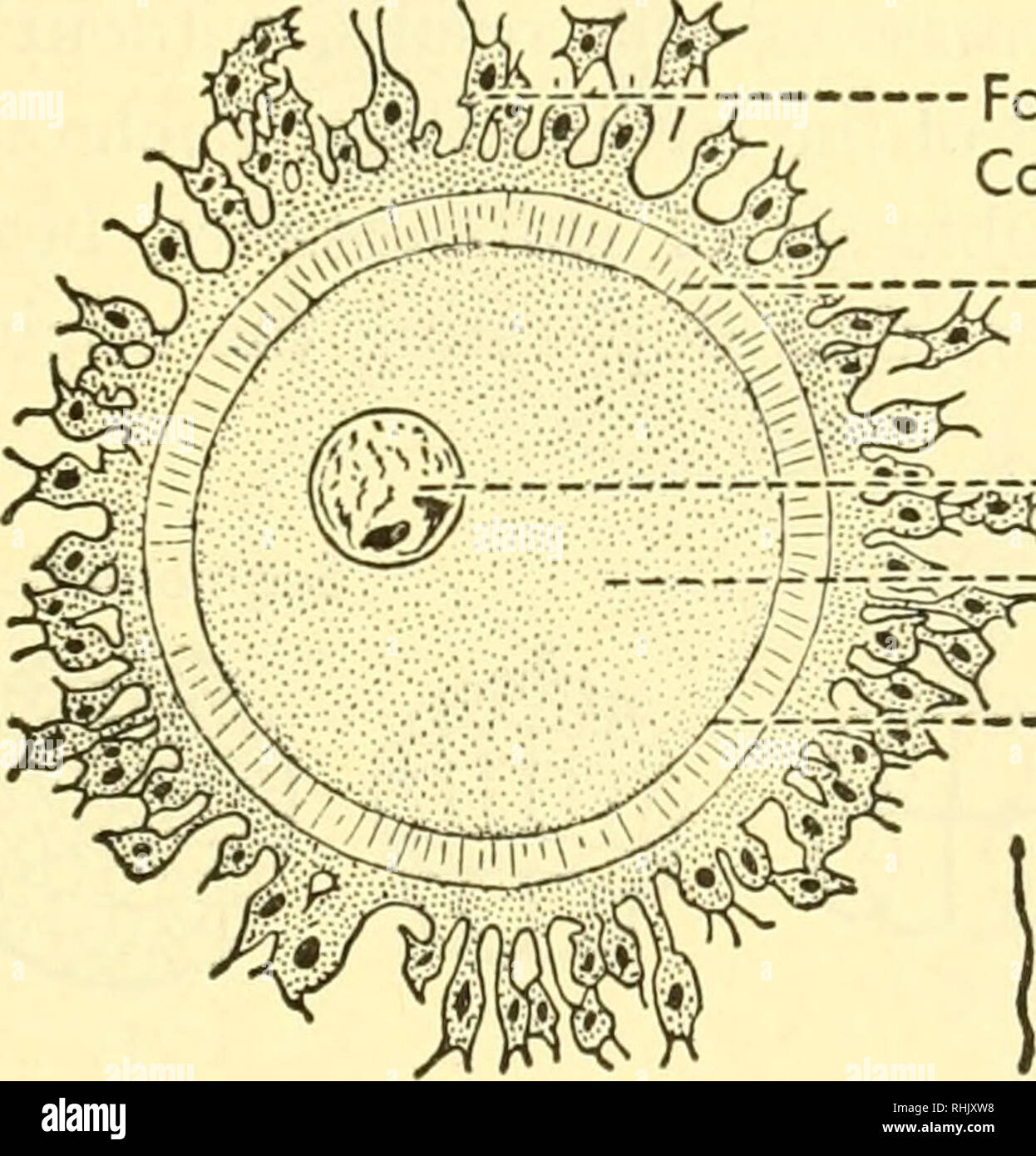 Ostrich Egg Cell Nucleus