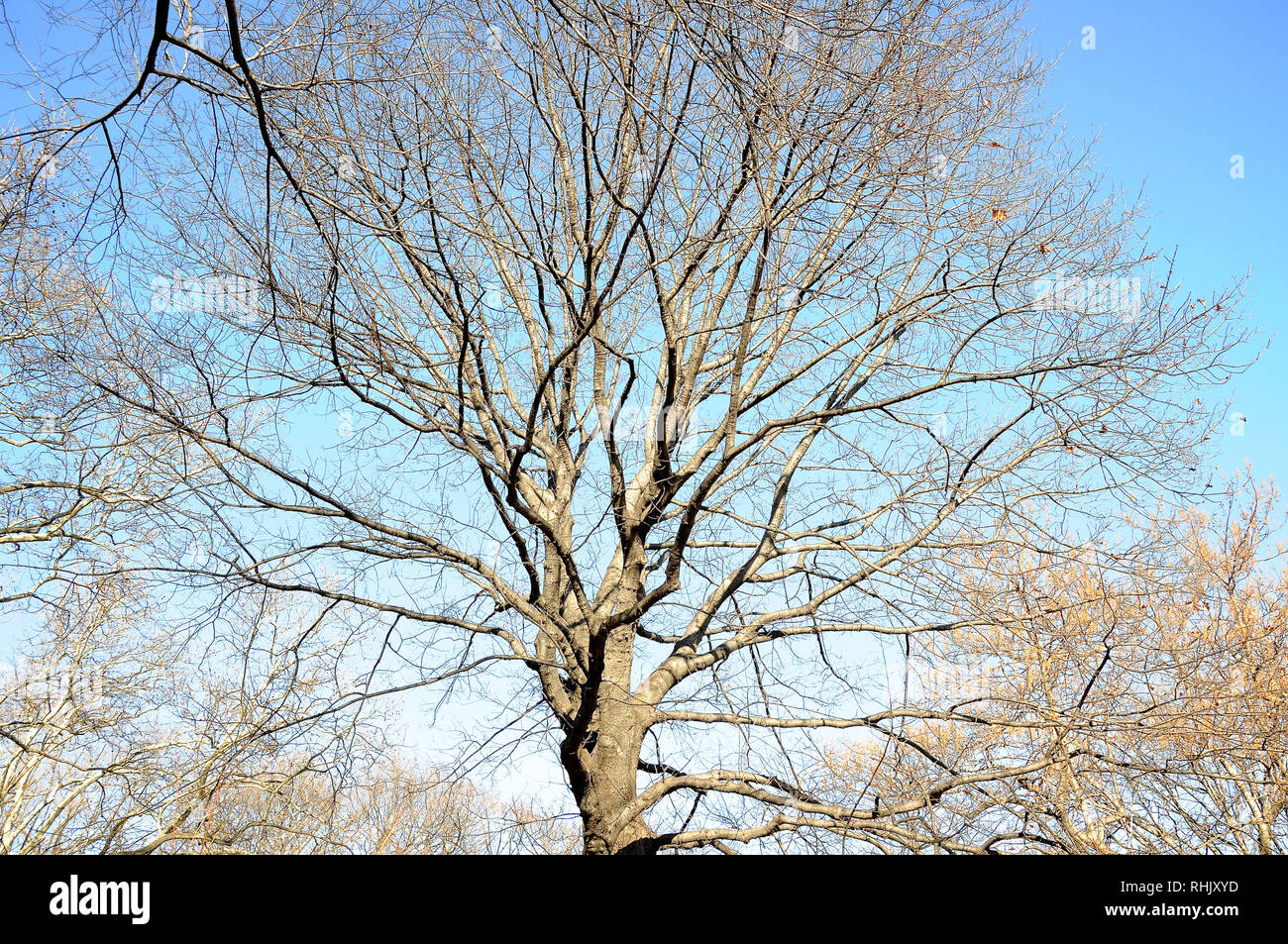 The tangled leafless branches of a tall and mature hibernating tree set ...