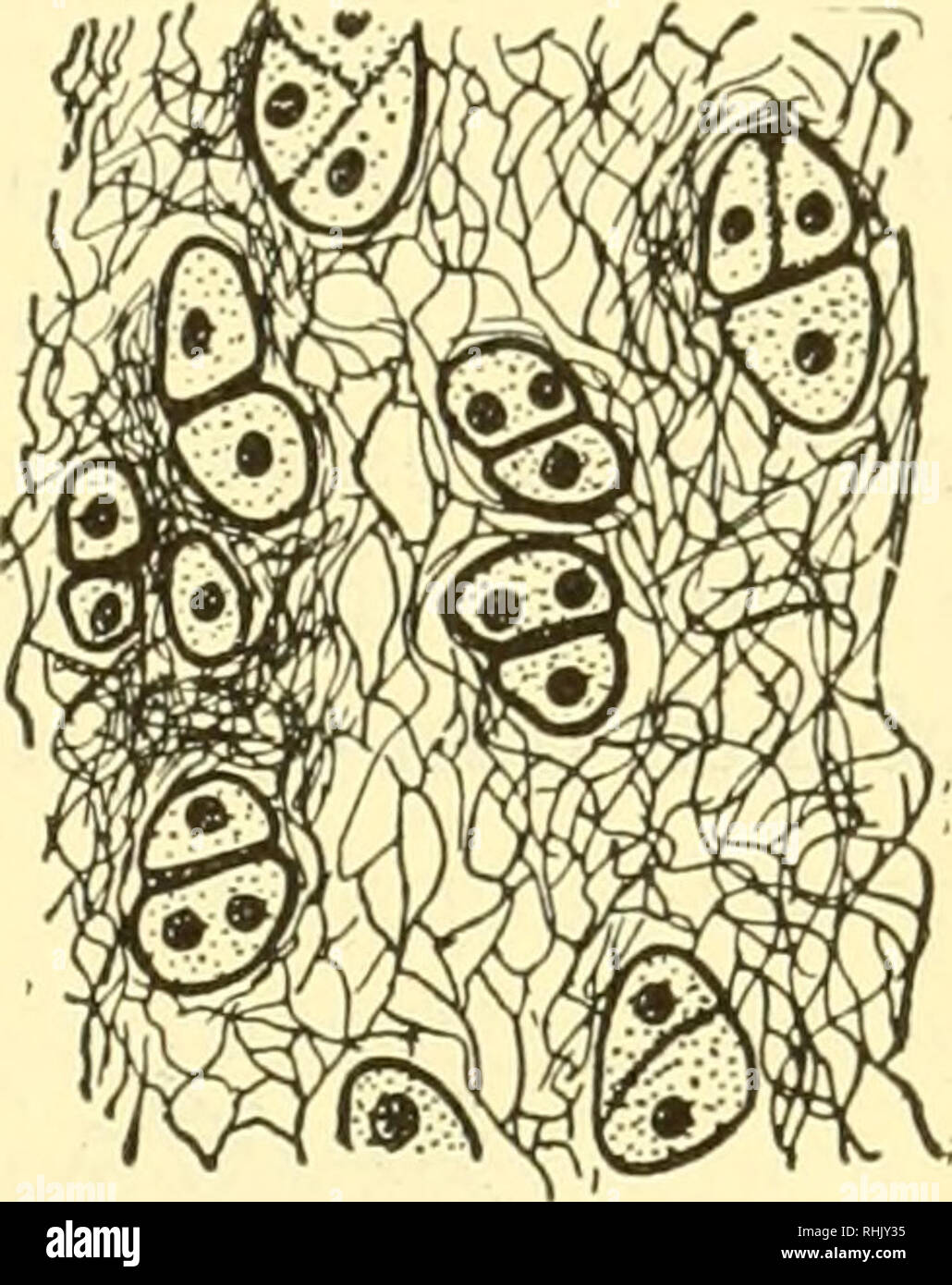 Reticular Connective Tissue High Resolution Stock Photography and ...