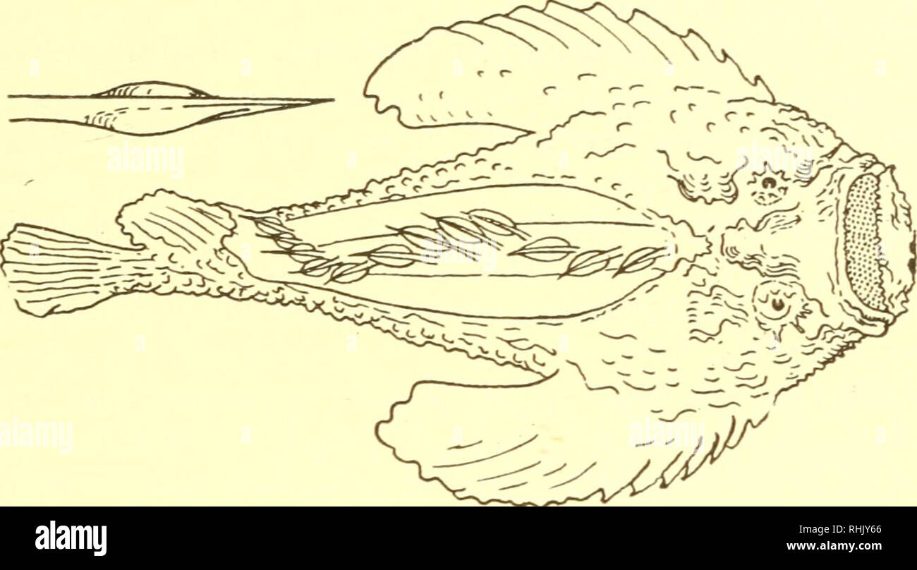 Spines with venom glands hi-res stock photography and images - Alamy