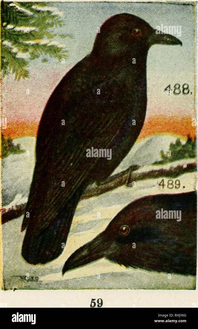 Raven parrots hi-res stock photography and images - Alamy