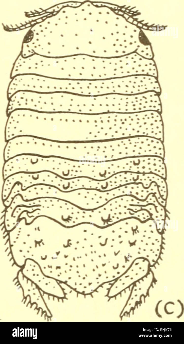 . The biology of marine animals. Marine animals; Physiology ...