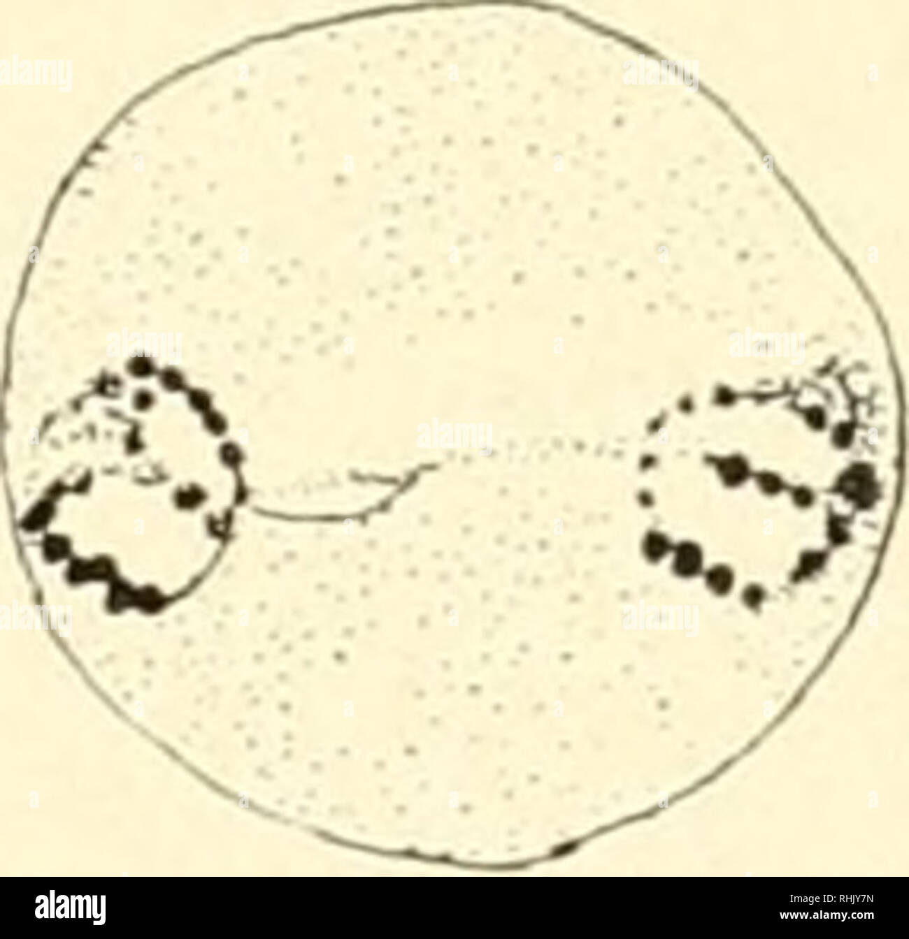 . The biology of the Protozoa. Protozoa; Protozoa. Fig. 223 ...