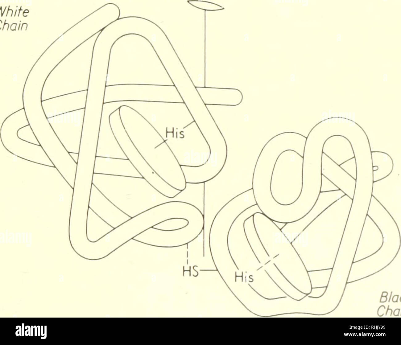 Perutz myoglobin hi-res stock photography and images - Alamy