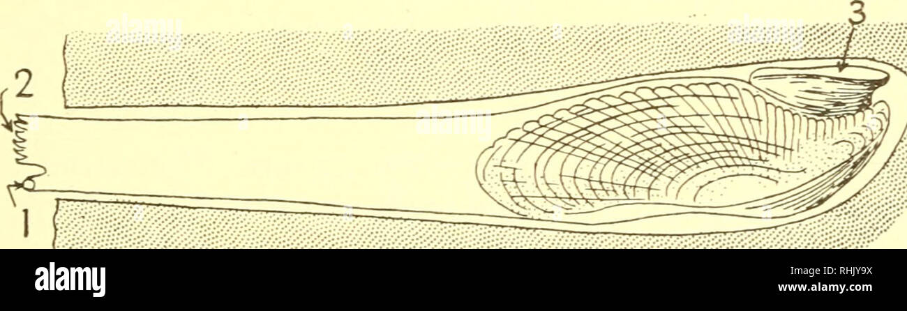 Exhalant siphon hi-res stock photography and images - Alamy