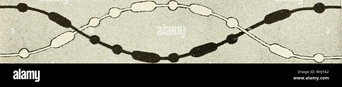 . Biology and man. Biology; Human beings. During conjugation of germ ...