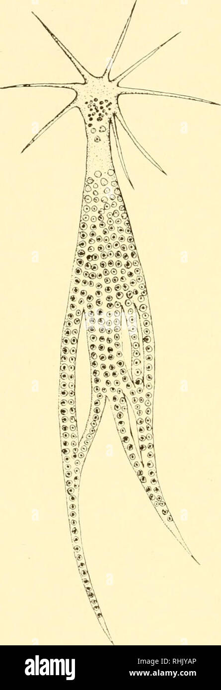 Trophozoite hi-res stock photography and images - Alamy