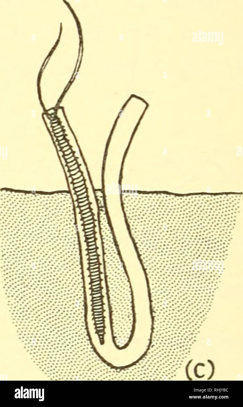 Polydora hi-res stock photography and images - Alamy