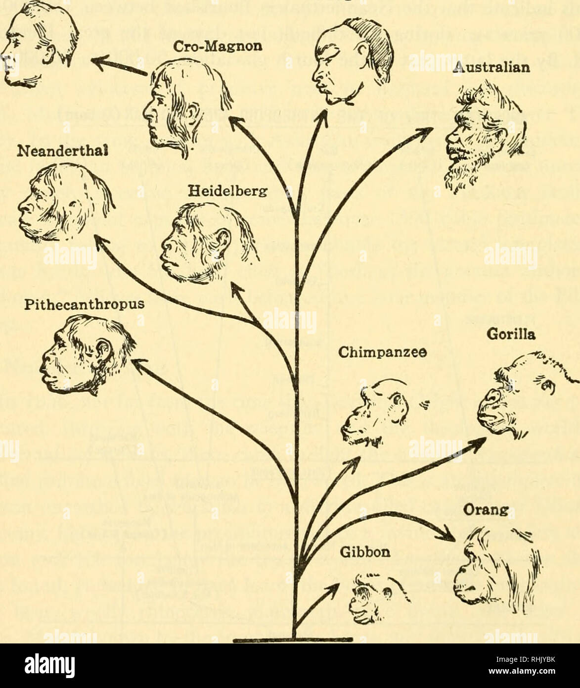 . Biology of the vertebrates : a comparative study of man and his ...