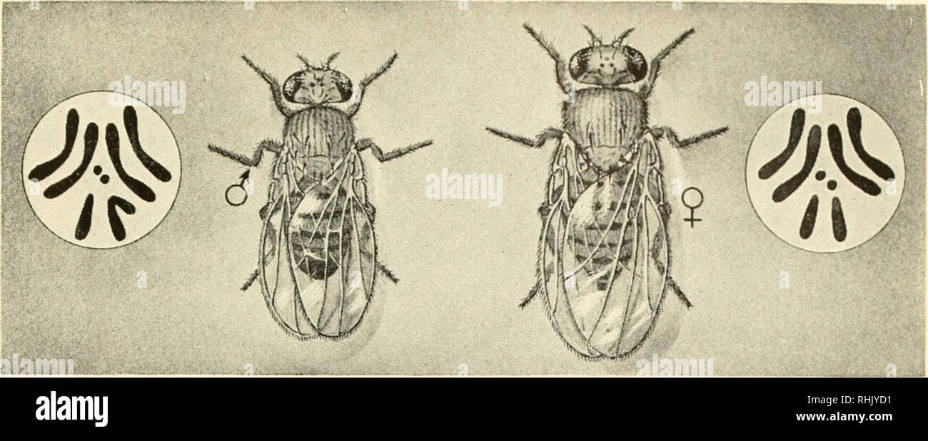 Male Vs Female Fruit Fly