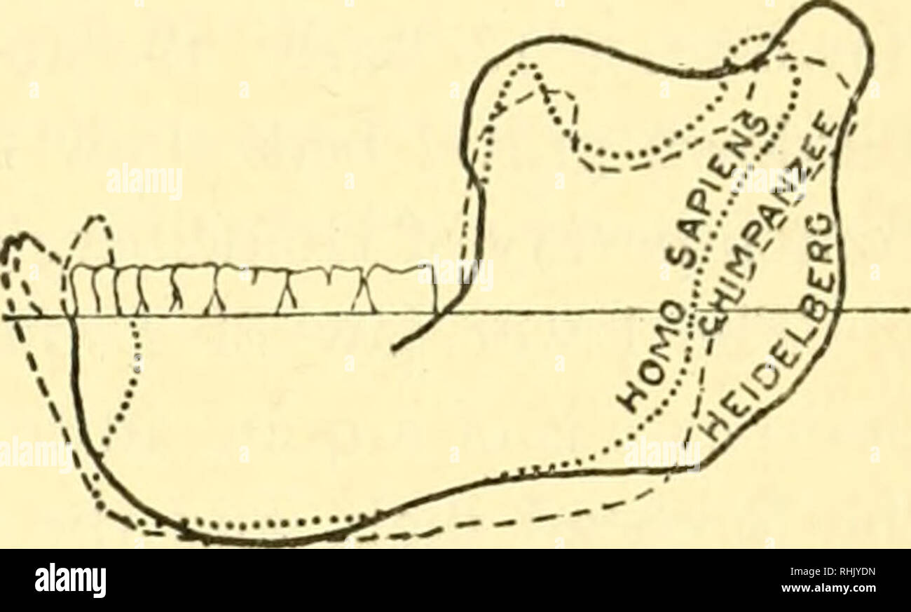 . Biology of the vertebrates : a comparative study of man and his ...