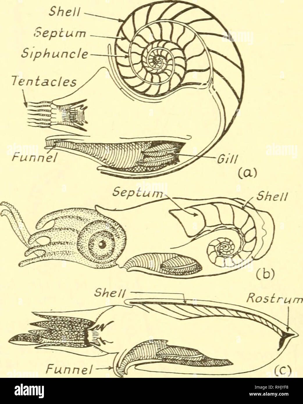 Another cephalopod hi-res stock photography and images - Alamy