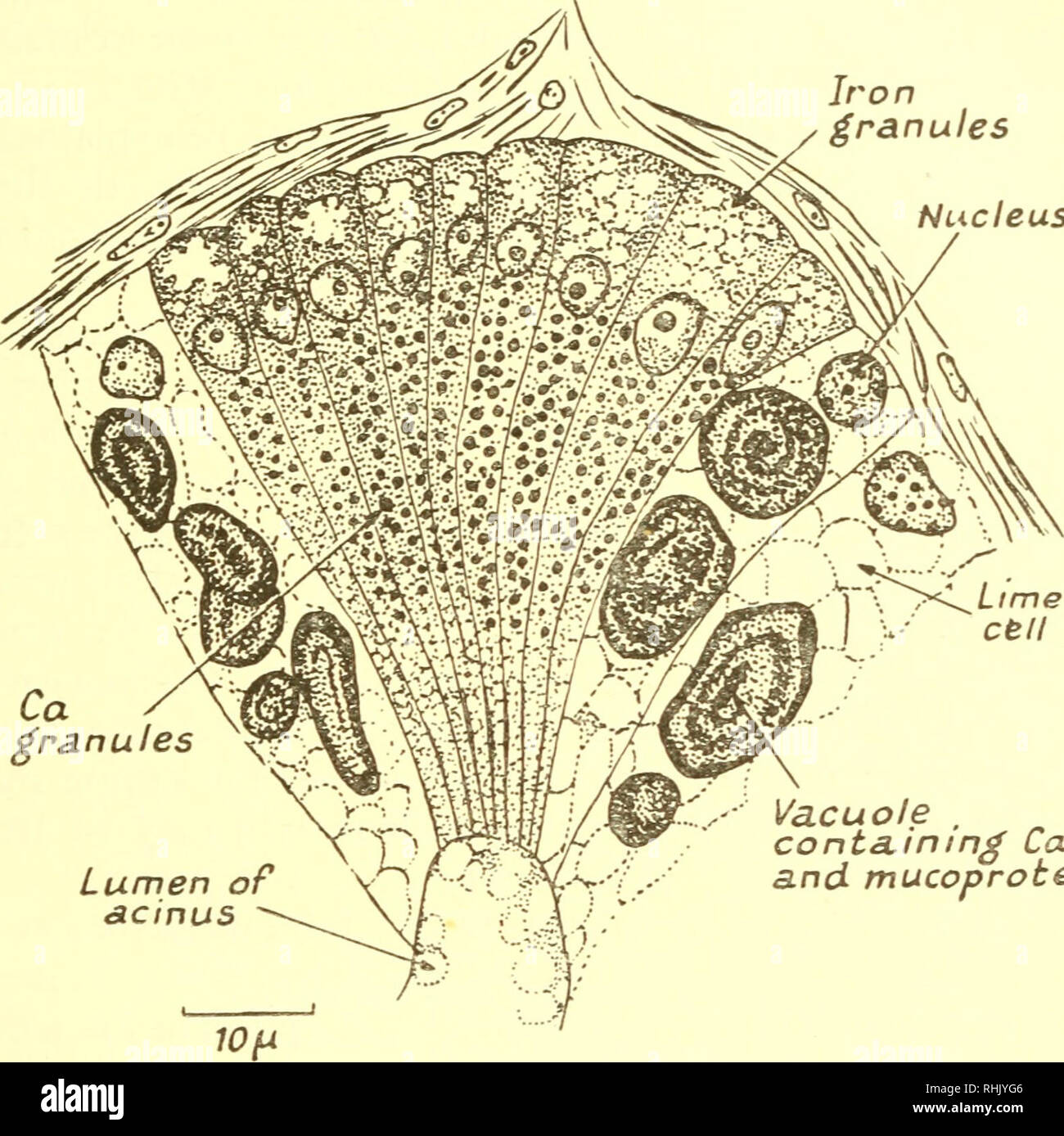. The biology of marine animals. Marine animals; Physiology ...