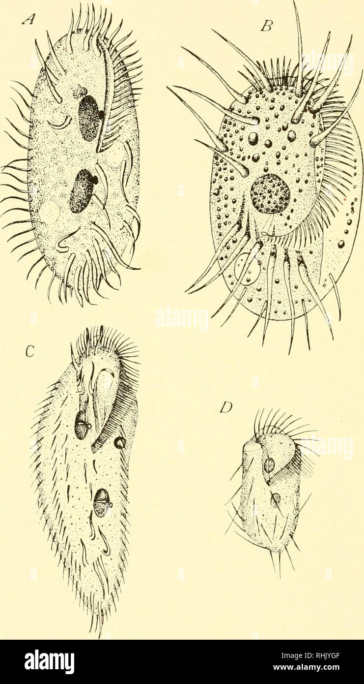 Vannus hi-res stock photography and images - Alamy